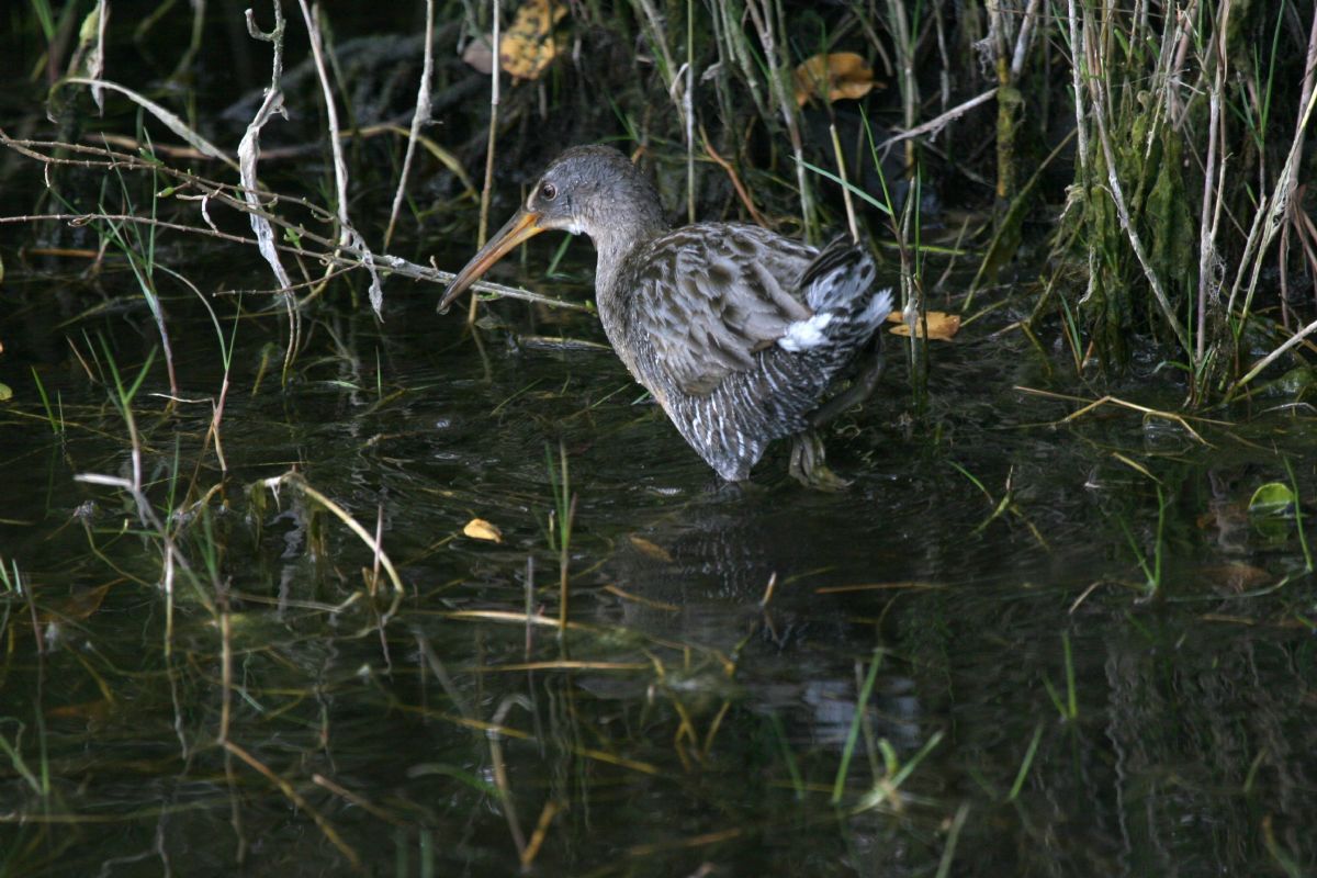 Going like the Clappers - BirdGuides