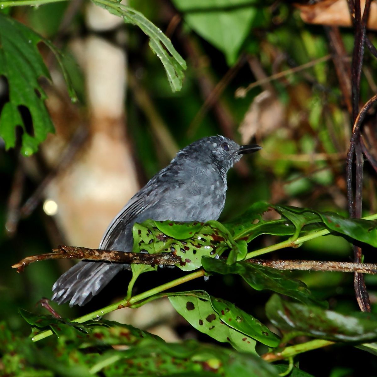 Another Amazonian cryptic species split - BirdGuides