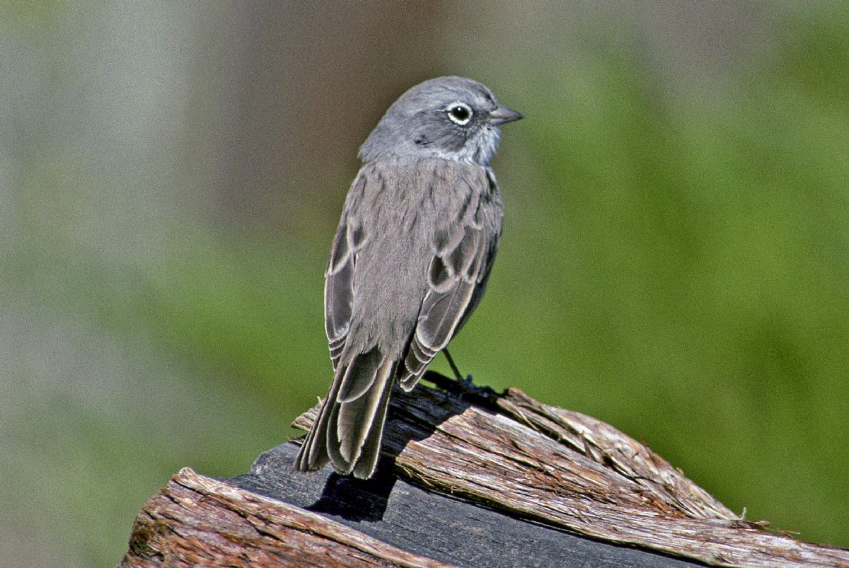 AOU changes - BirdGuides