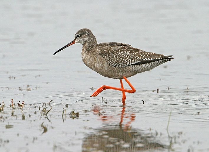 September Target Bird: Spotted Redshank - BirdGuides