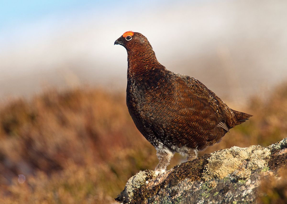 August target bird: Red Grouse - BirdGuides