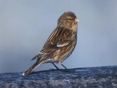 Linnet and Twite - BirdGuides
