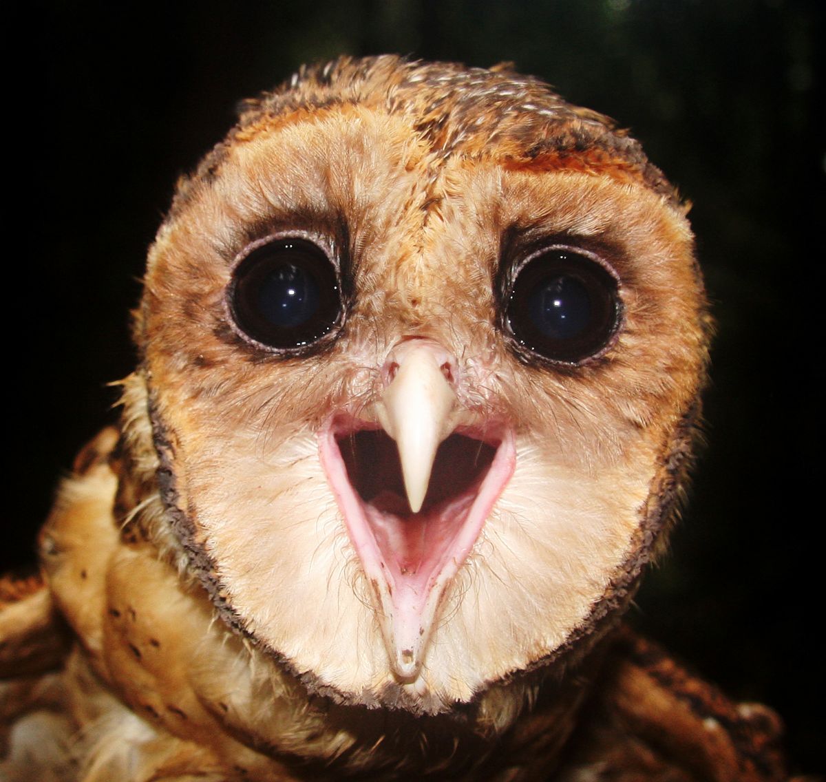 New masked-owl named from Indonesia - BirdGuides