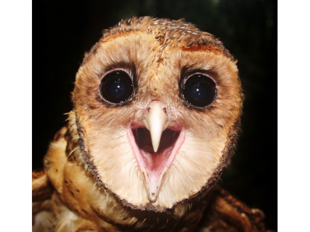 New masked-owl named from Indonesia - BirdGuides