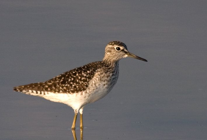 August ID tips: Wood Sandpiper and juv Common Redshank - BirdGuides