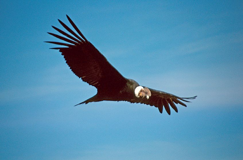 An urgent condor moment - BirdGuides