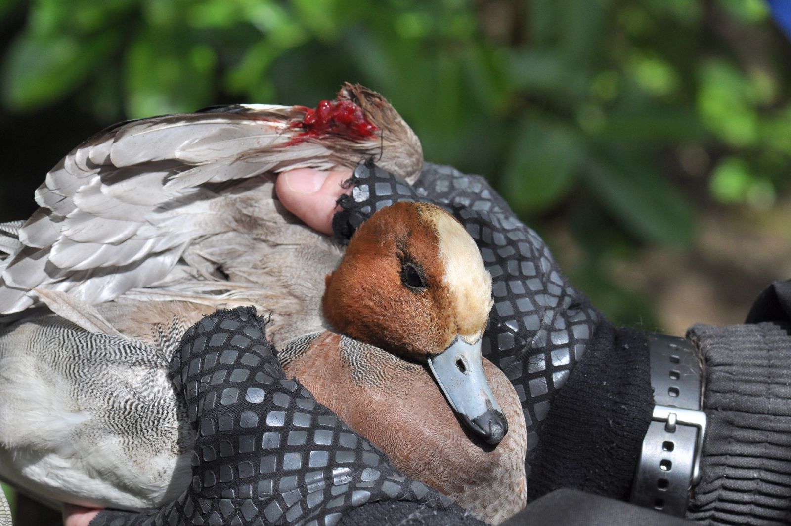 Man fined for pinioning without anaesthetic - BirdGuides