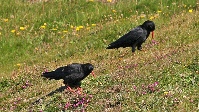 Monitoring Scottish Chough decline - BirdGuides