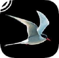 Updated Collins Bird Guide app released today - BirdGuides