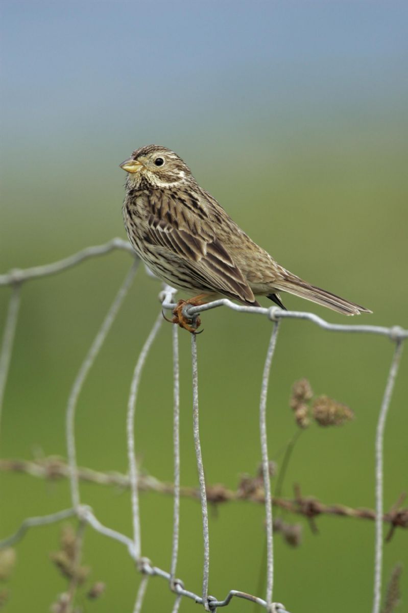 Scotland's Corn Buntings get boost from farmers - BirdGuides