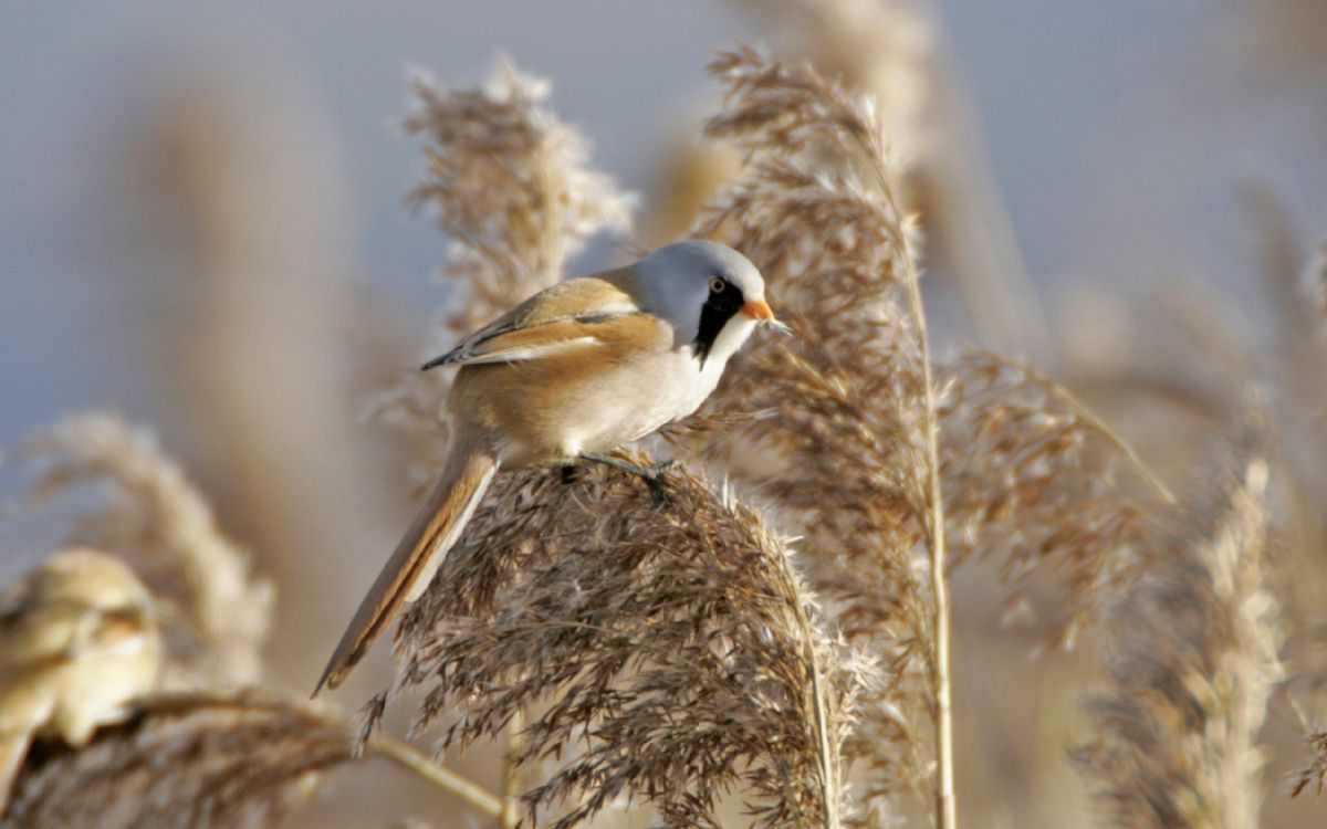 Bearded Tits thrive in Tay reedbeds - BirdGuides
