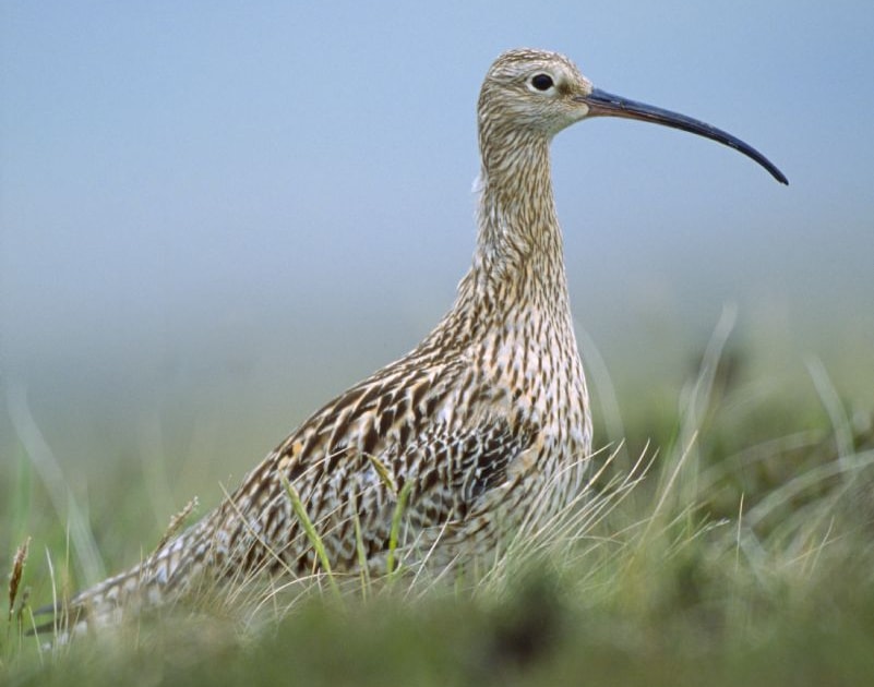 Spotlight on Eurasian Curlew - BirdGuides