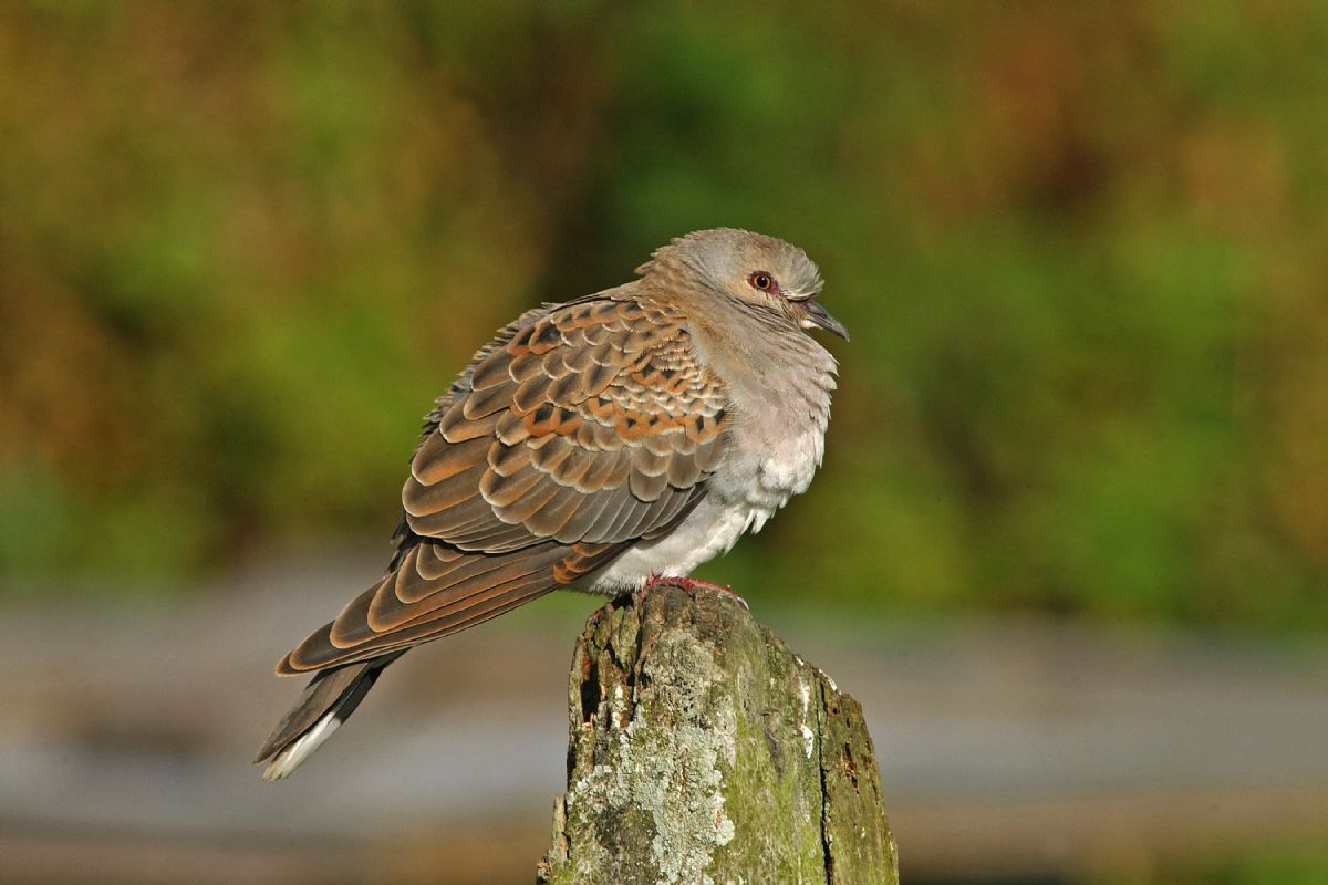 New techniques to help turtle doves - BirdGuides
