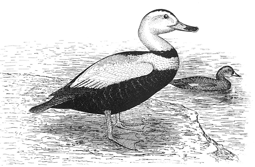 Extinct duck 'may have been hybrid' - BirdGuides
