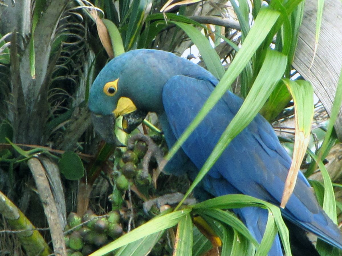 Endangered macaw continues to increase in Brazil - BirdGuides