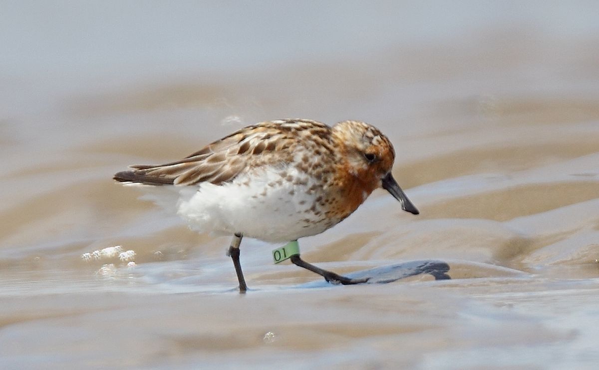 Spoon-billed Sandpiper spotted on migration - BirdGuides