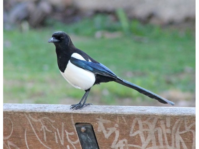 ‘Thieving’ Magpies a myth - BirdGuides