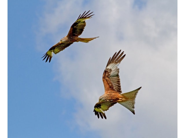 Red Kites breed for first time in Moray and Nairn - BirdGuides