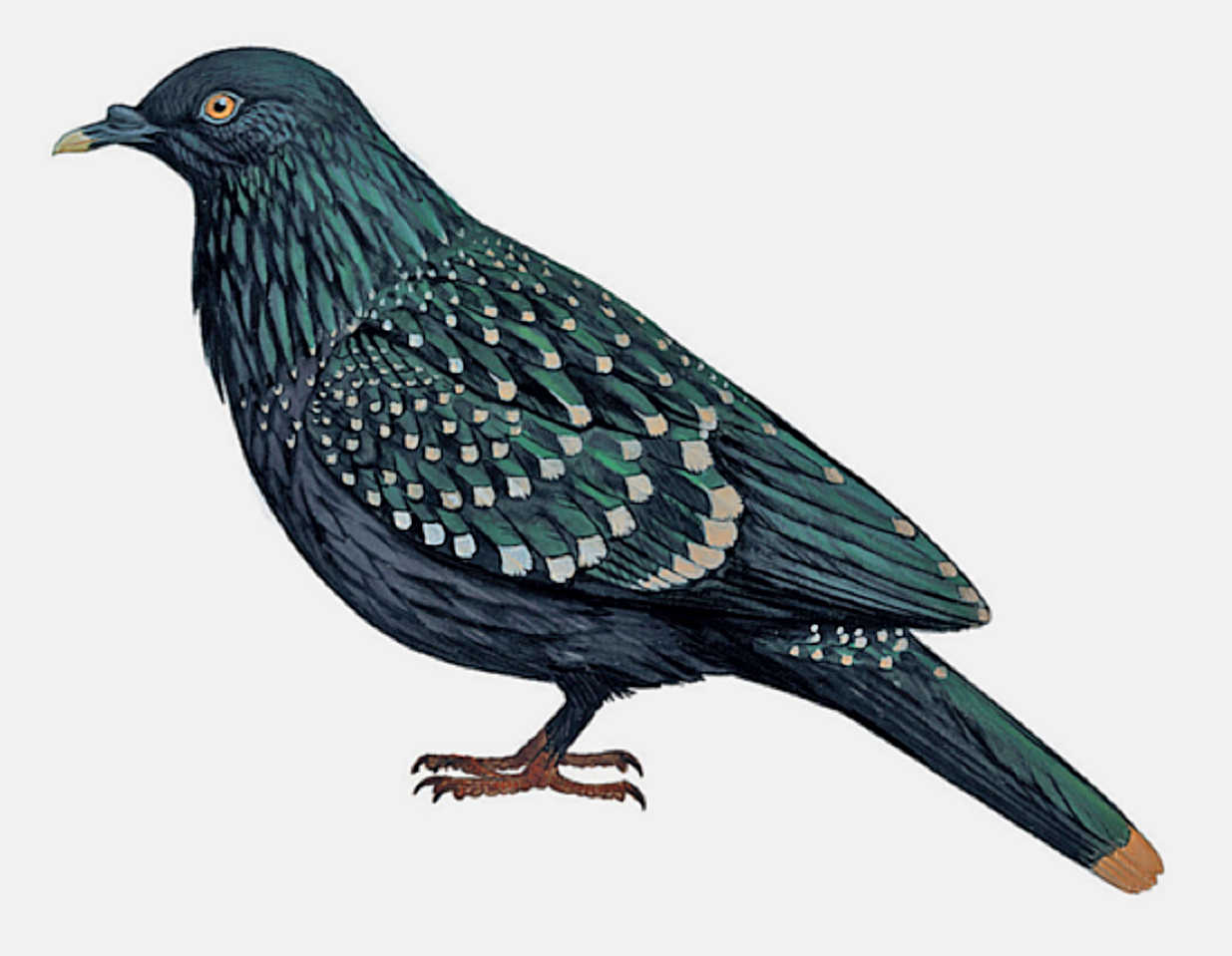 Mystery Liverpool pigeon turns out to be related to Dodo - BirdGuides