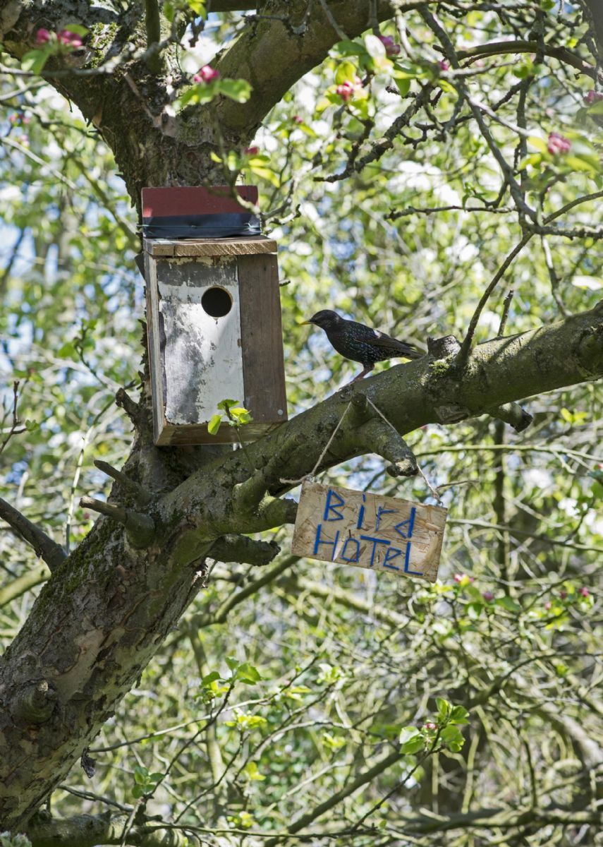 RSPB rebrands itself to help nature - BirdGuides