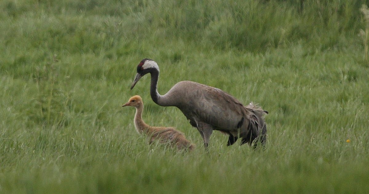 Cranes breed in Scotland - BirdGuides