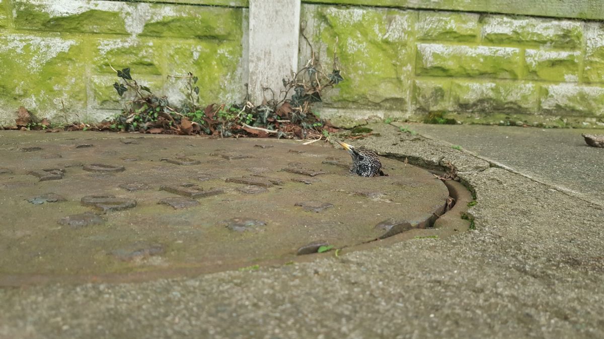 RSPCA rescue Starling trapped in a manhole - BirdGuides