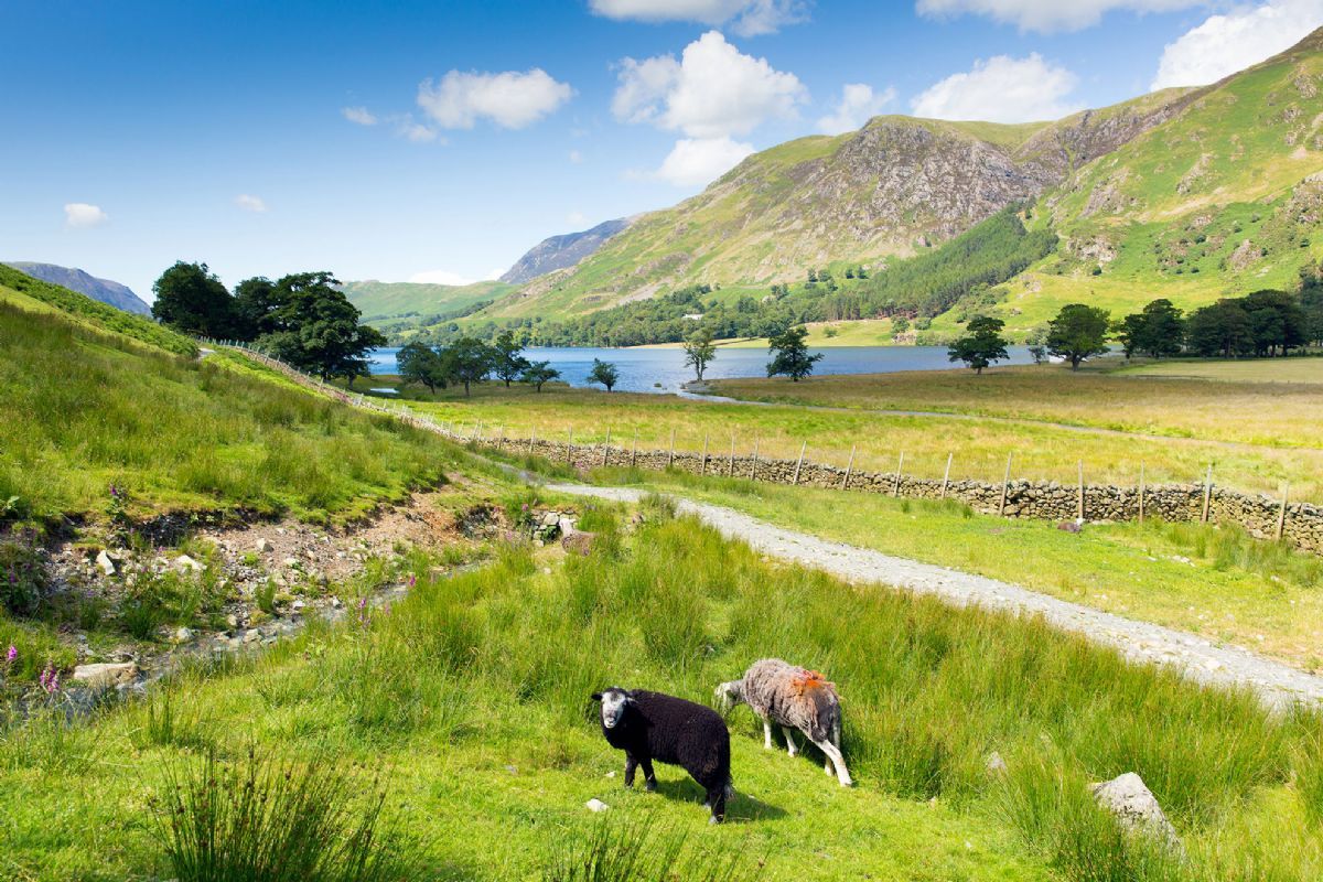 Defending Britain's uplands - BirdGuides