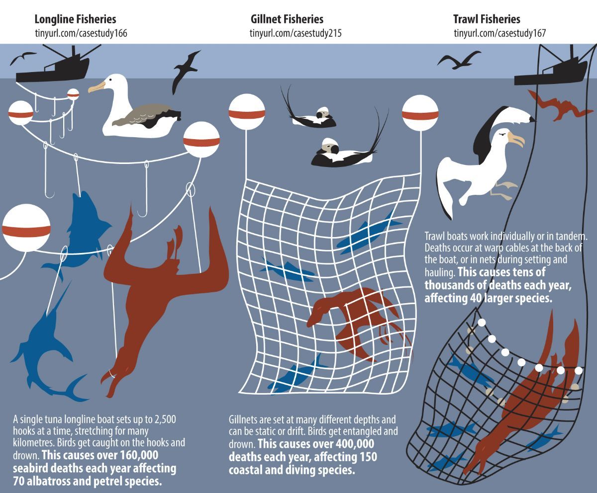 BirdLife's long path to stopping seabird deaths in Europe - BirdGuides
