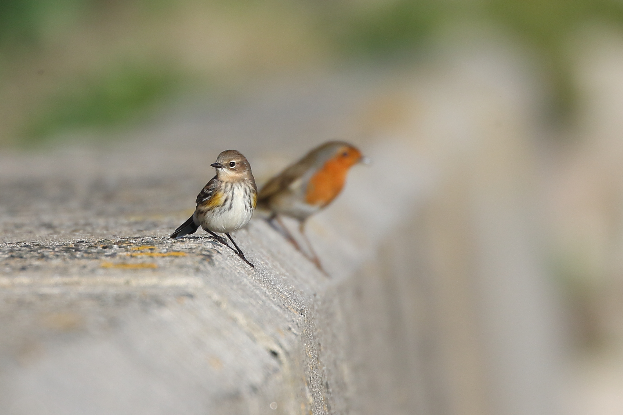 Rarity finders: Myrtle Warbler on Scilly - BirdGuides