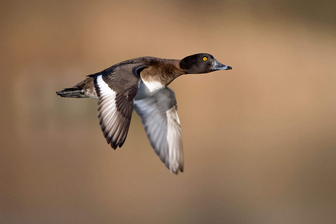 Tufted Duck, Greater Scaup and Lesser Scaup photo ID guide - BirdGuides