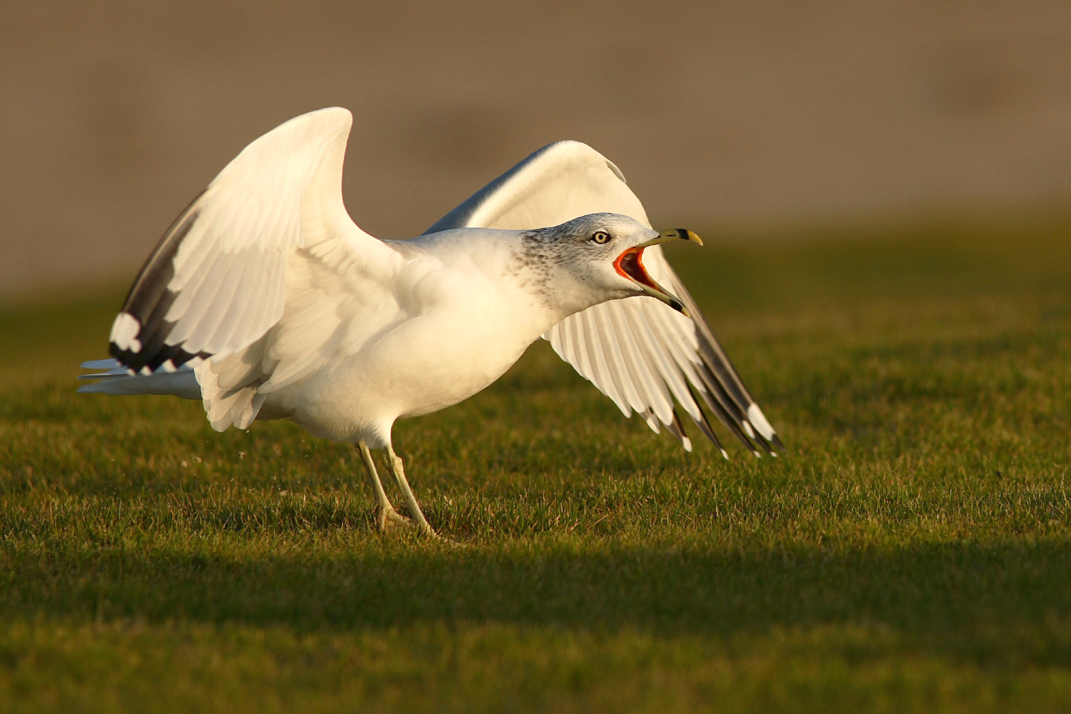 The rise and fall of Ring-billed Gull - BirdGuides