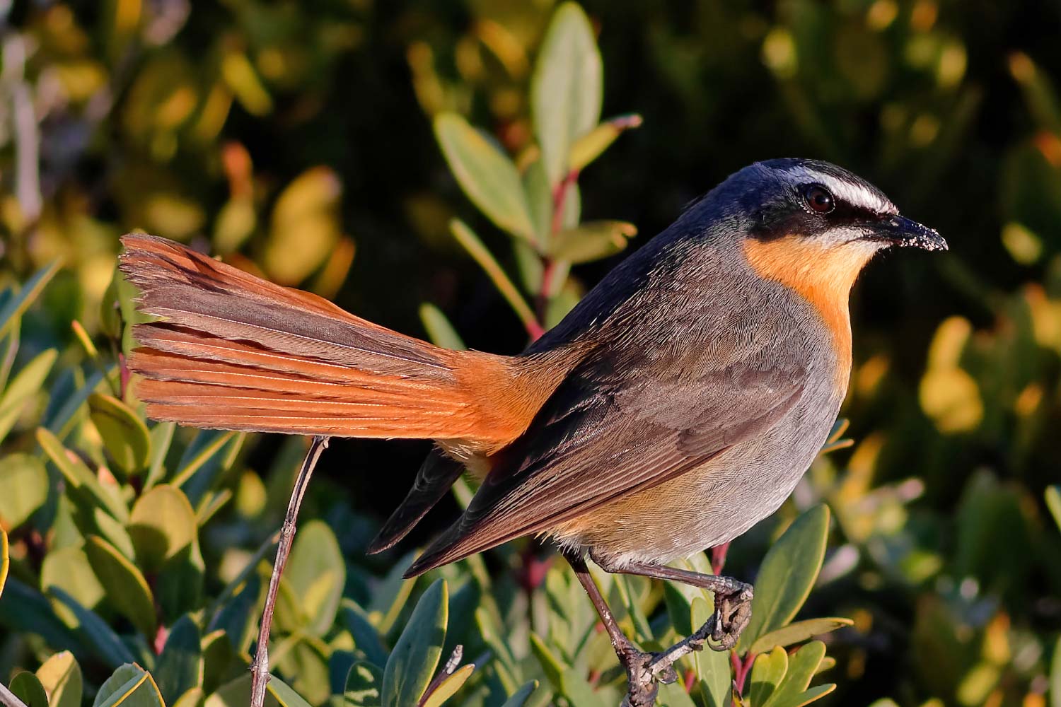 South Africa in winter - BirdGuides