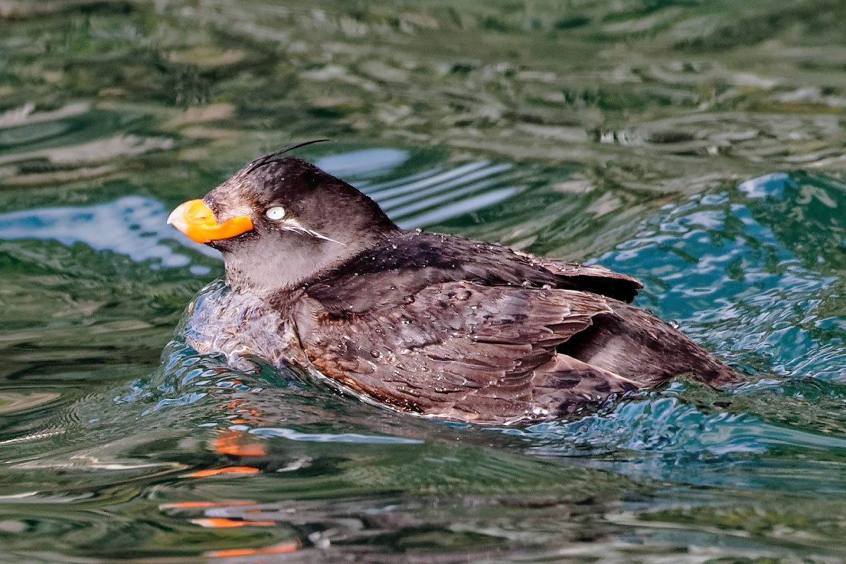 Russia: exploring the Bering Strait and Wrangel Island - BirdGuides