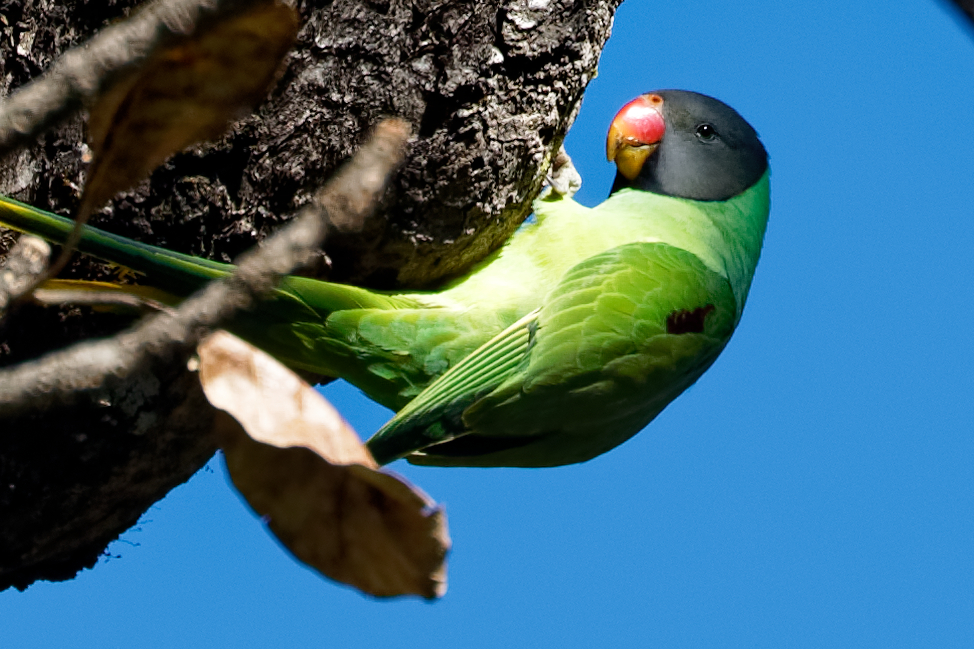 Birding the Himalayan foothills: part two - BirdGuides