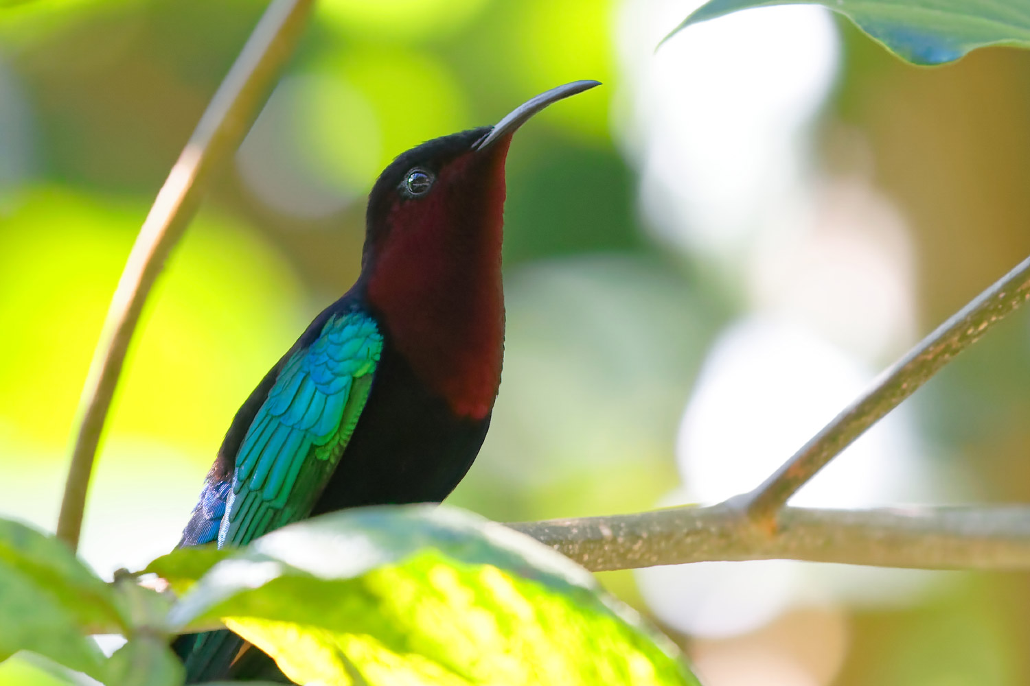 Dominica: life after Hurricane Maria - BirdGuides