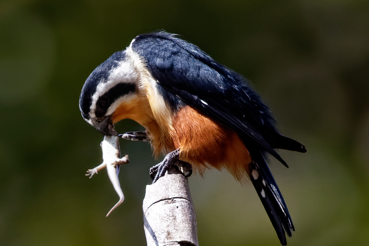 Birding the Himalayan foothills: part two - BirdGuides