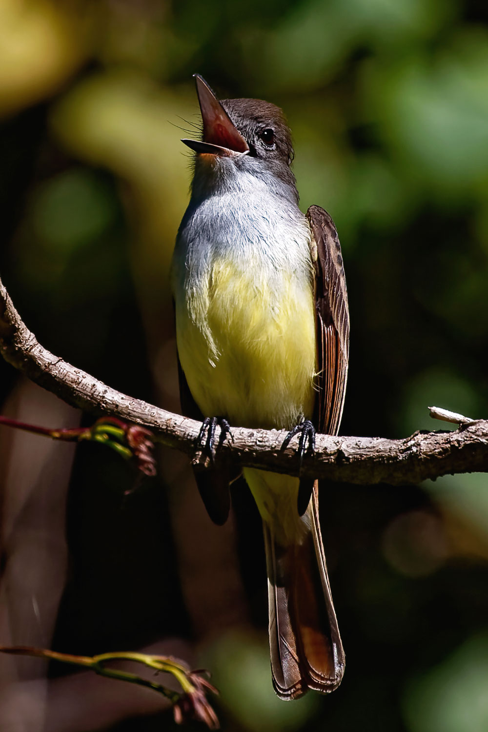 Dominica: life after Hurricane Maria - BirdGuides