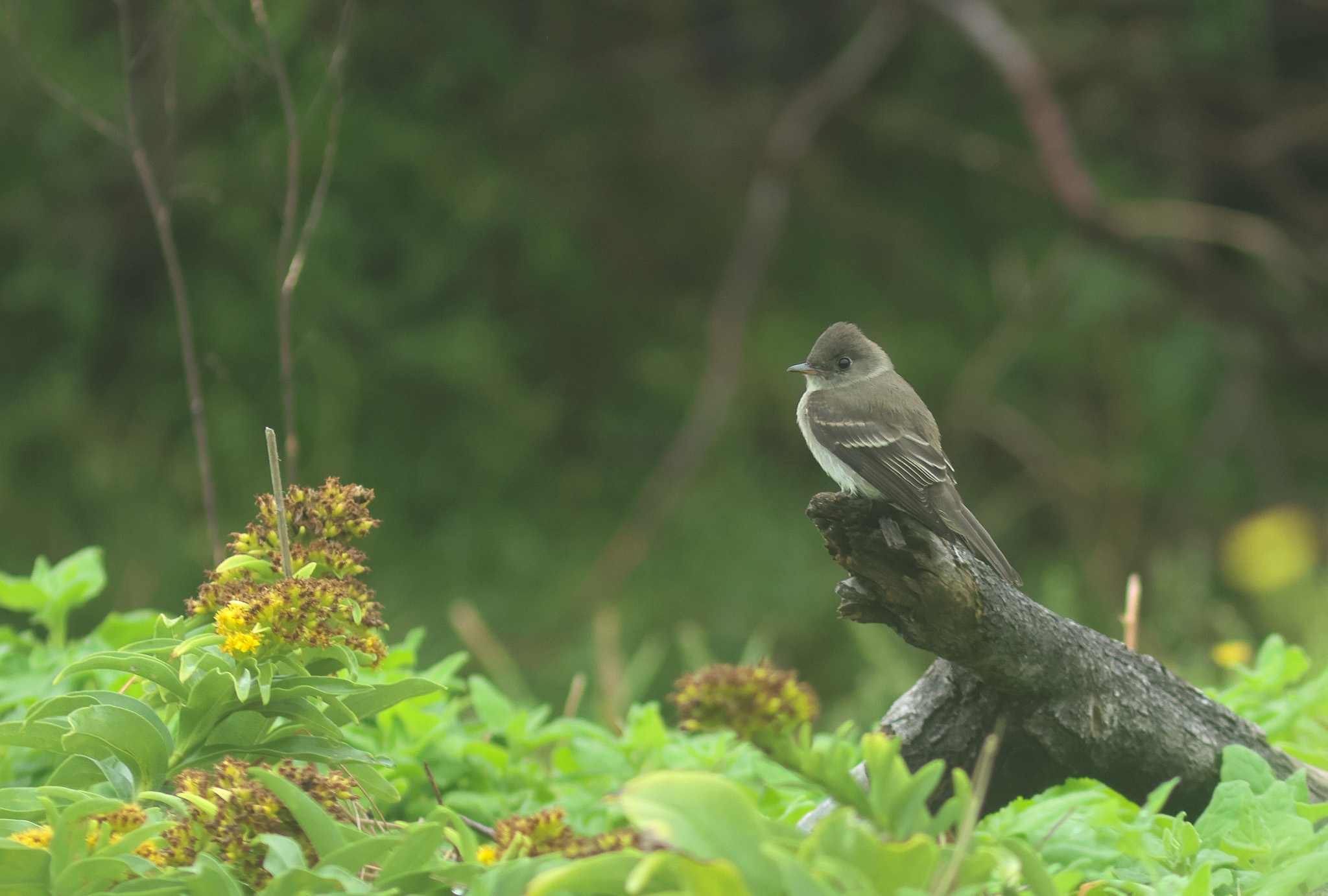 Corvo 2023: a record-breaking season, part one - BirdGuides