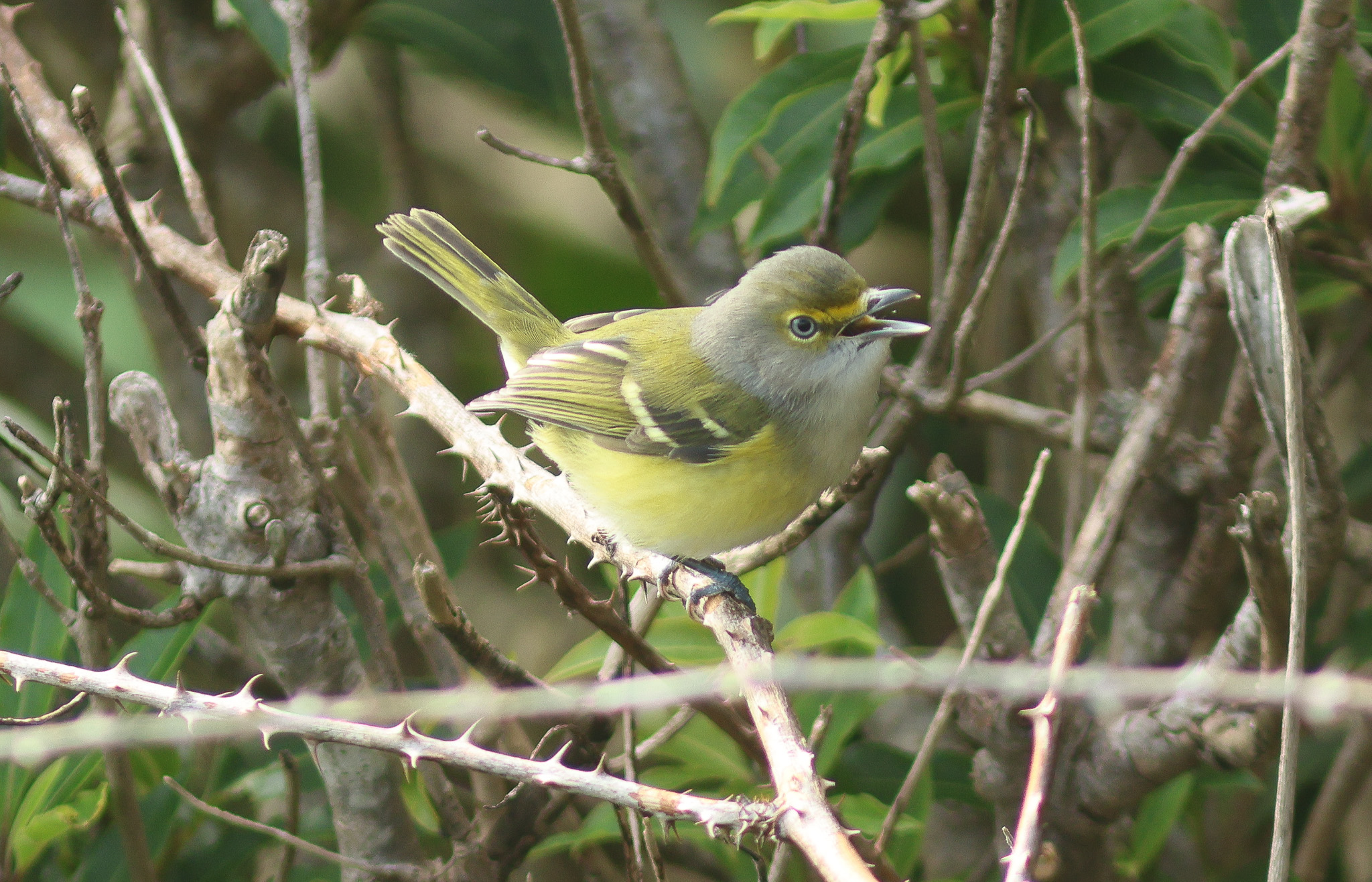 Record-breaking Birding Season of 2023 on Corvo, Azores: American ...