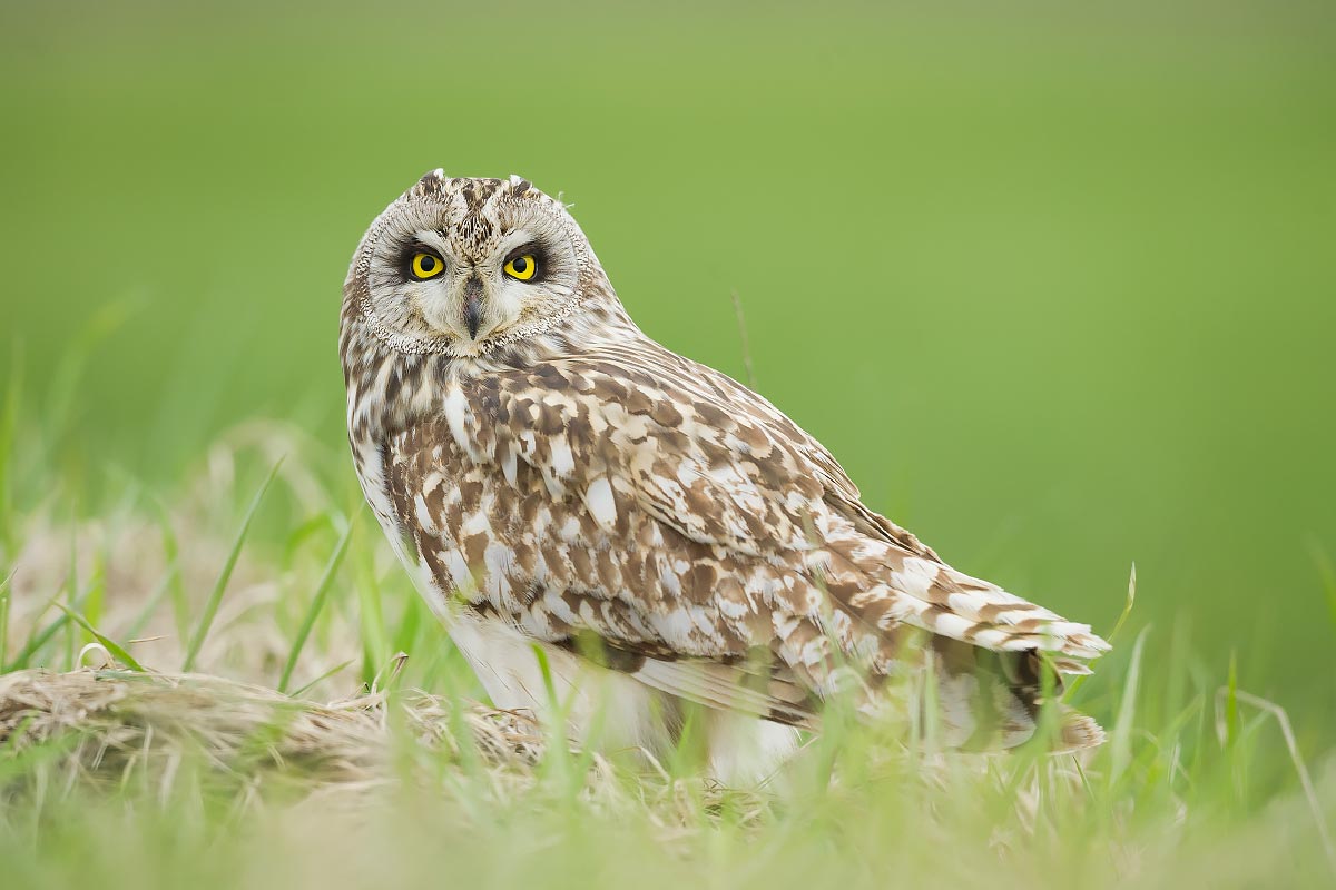 Short-eared and Long-eared Owls photo ID guide - BirdGuides