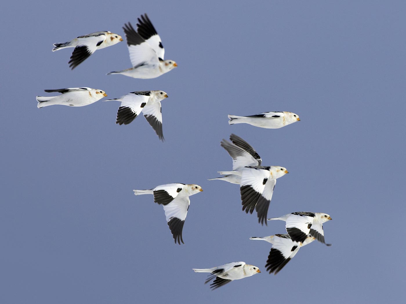 Snow Bunting photo ID guide - BirdGuides