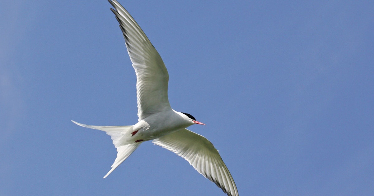 Common, Arctic and Roseate Tern photo ID guide - BirdGuides