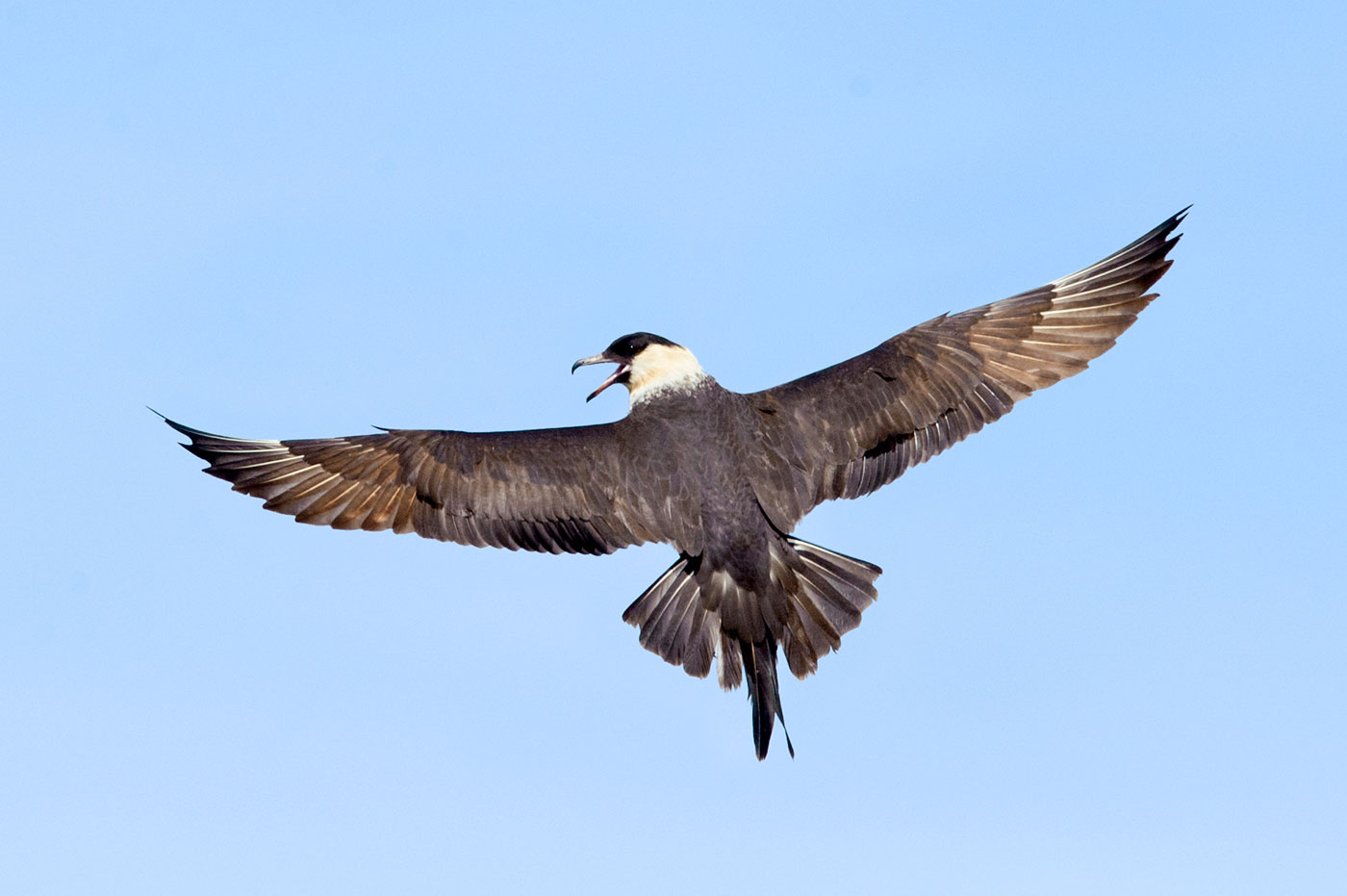 Focus on: Pomarine Skua - BirdGuides