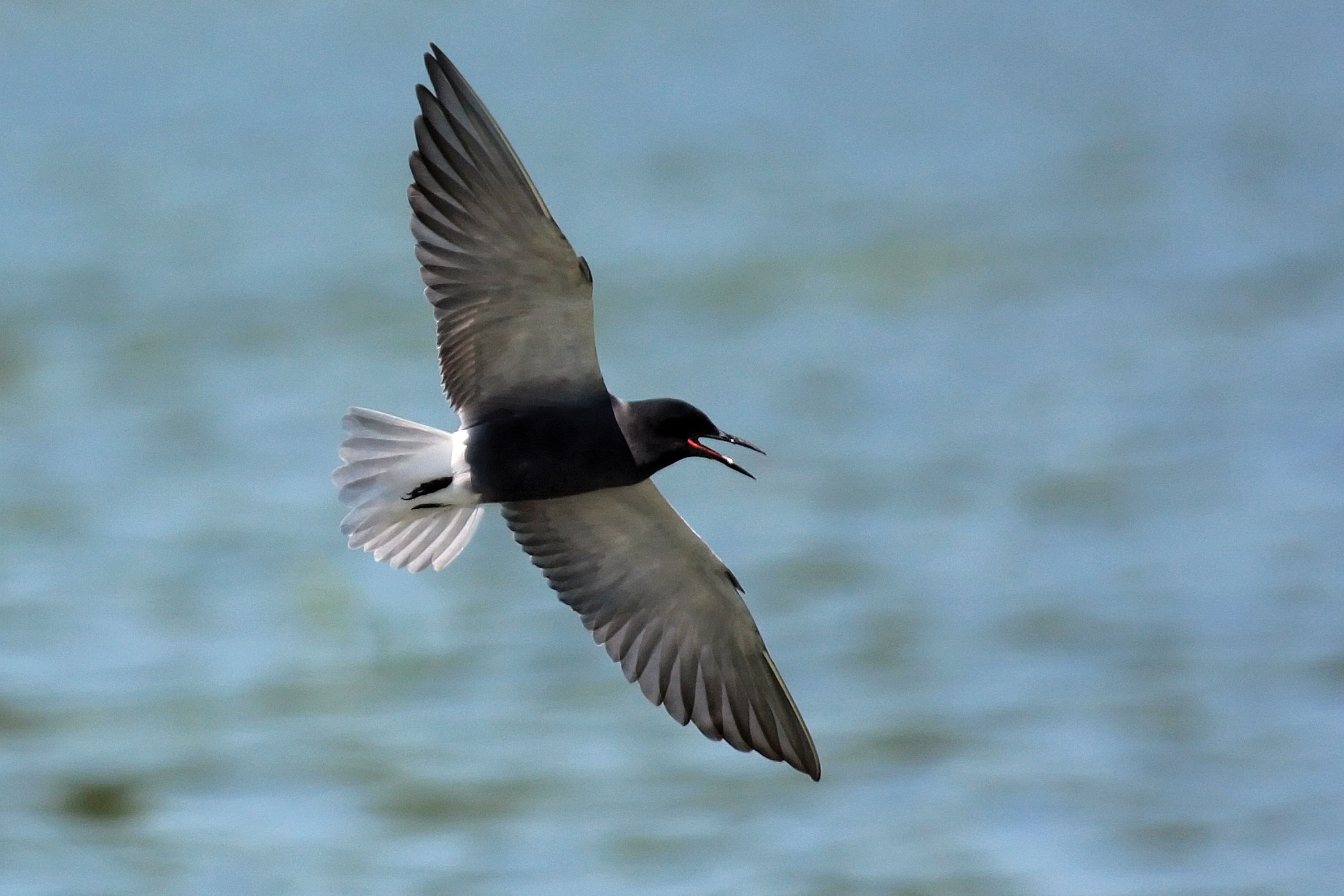 Marsh tern photo ID guide - BirdGuides