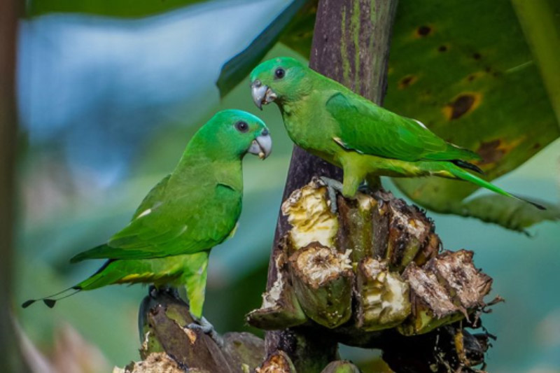 Putting Blue-headed Racket-tail on the conservation map - BirdGuides