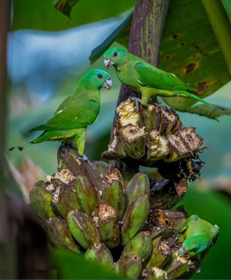 Putting Blue-headed Racket-tail on the conservation map - BirdGuides