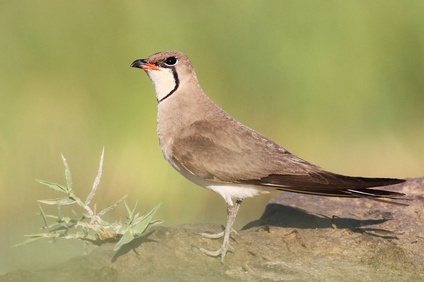 Pratincoles photo ID guide - BirdGuides