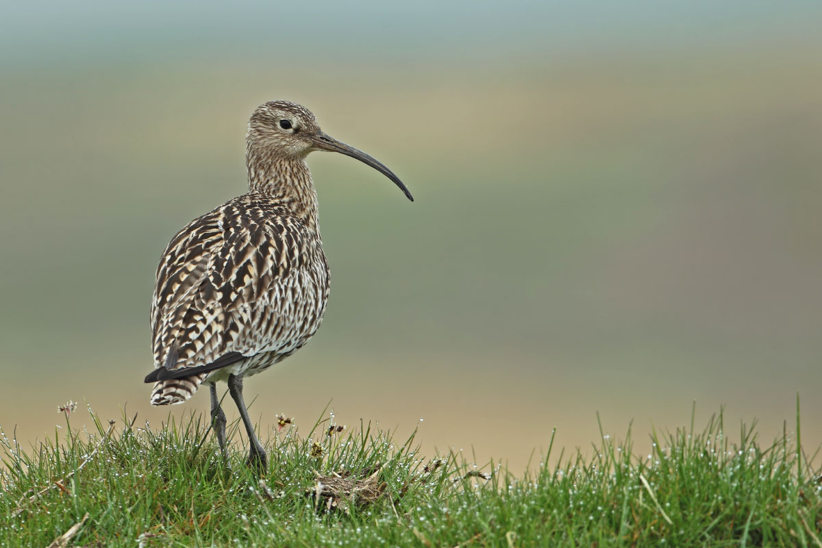 Saving Britain's biggest wader - BirdGuides
