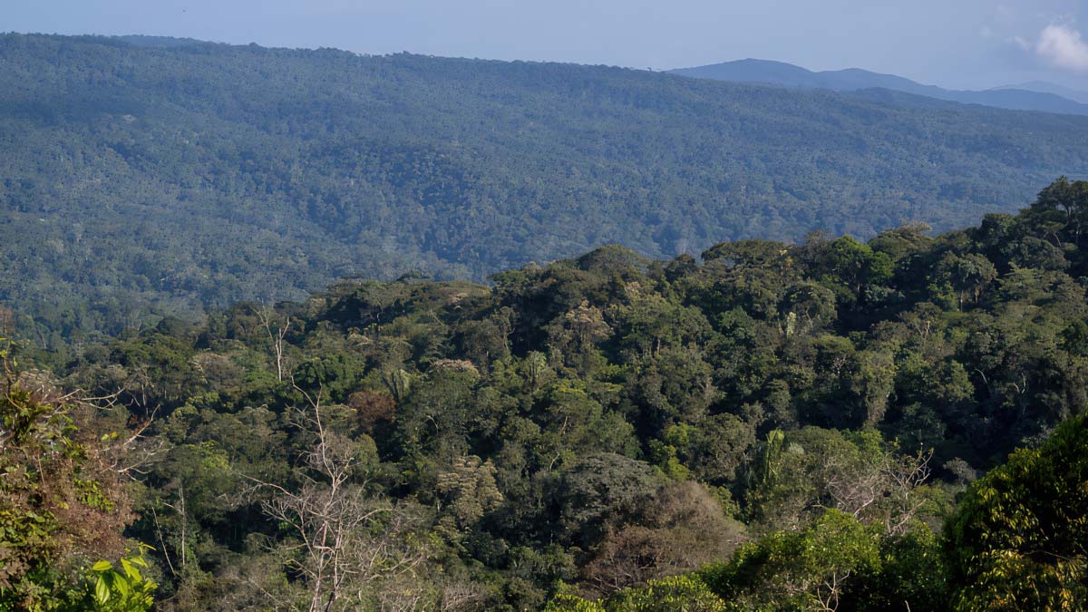 Exciting rediscoveries boost hopes of finding Sinú Parakeet - BirdGuides