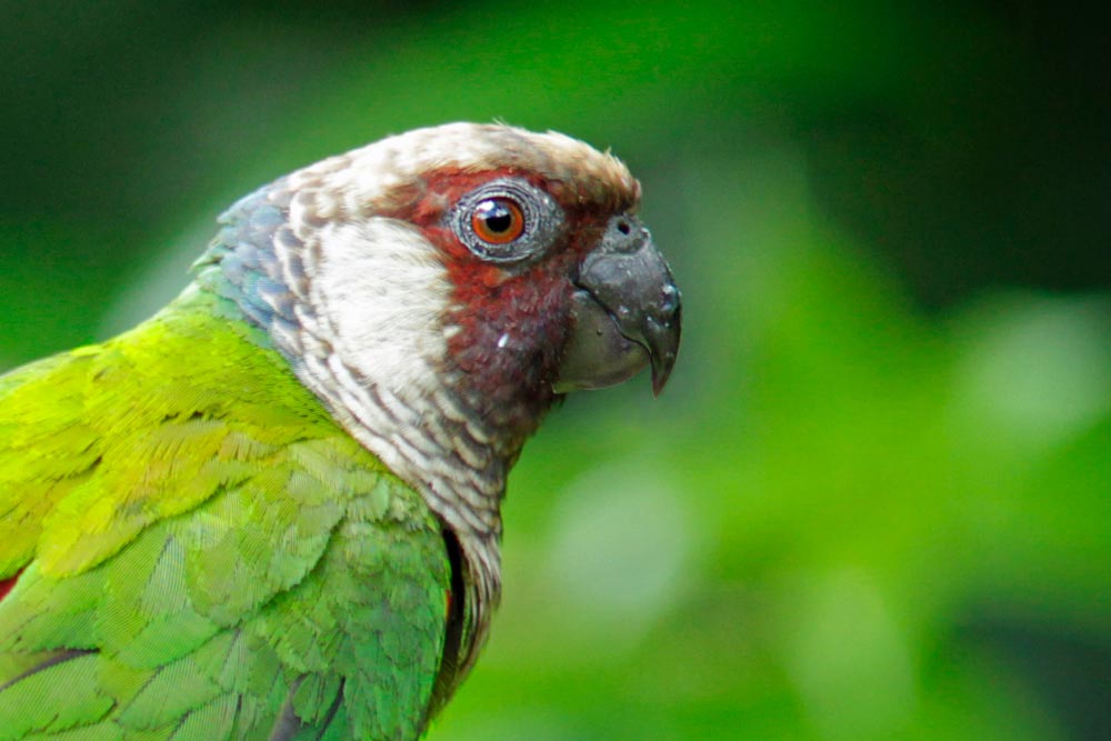 'Nestbox revolution' for Critically Endangered parakeet - BirdGuides